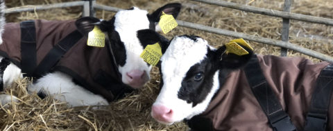 Our Farm - Hinxden Farm Dairy